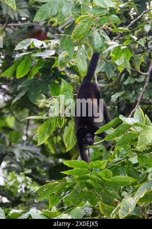 A female Mantled Howler Monkey (Alouatta palliata) with a baby at ...