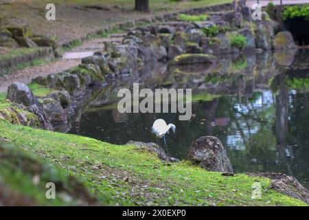Great egret at Ara Pond, Nara Park, Nara, Japan - Ardea alba Stock ...