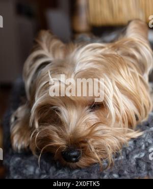 Yorkshire terrier in a grey photo studio Stock Photo - Alamy
