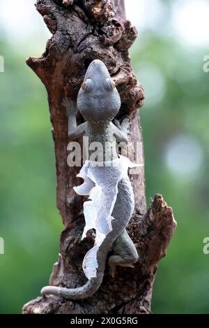 Tokay gecko on a tropical tree at night on the island of Koh Phangan ...