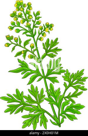 Wormwood Plant Colored Detailed Illustration Stock Vector Image & Art ...