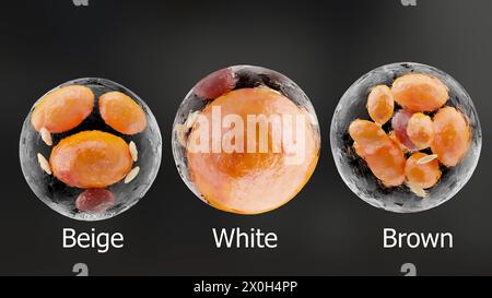 brown, beige and white fat cells, adipocyte and lipocyte, cholesterol ...