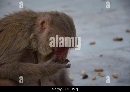 Brown monkey eating banana and seeds in the Monkeytemple Stock Photo ...