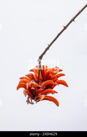 Red flower of Erythrina caffra, corallodendron. African flora, Coral ...