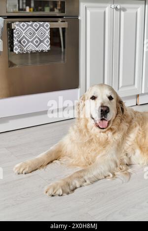 Dog resting at open window in Bruges at sunny day, Belgium Stock Photo ...