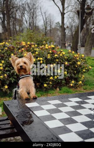 Yorkshire Terrier, stands on a table in a grooming salon Stock Photo ...