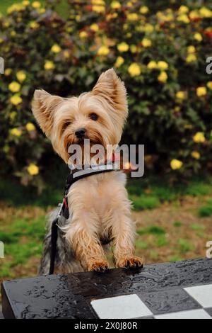 Yorkshire Terrier, stands on a table in a grooming salon Stock Photo ...