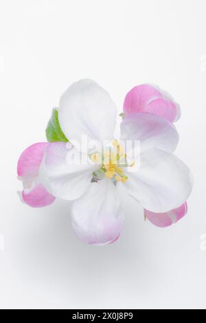 A fully blossomed pink flower on a tree branch Stock Photo - Alamy