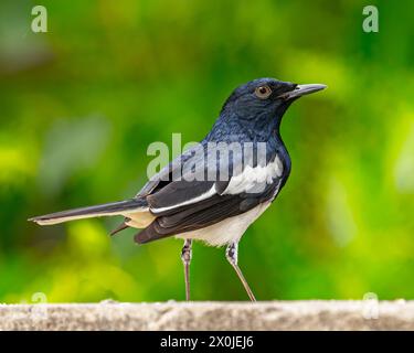 A Oriental Magpie looking back from a tree Stock Photo - Alamy