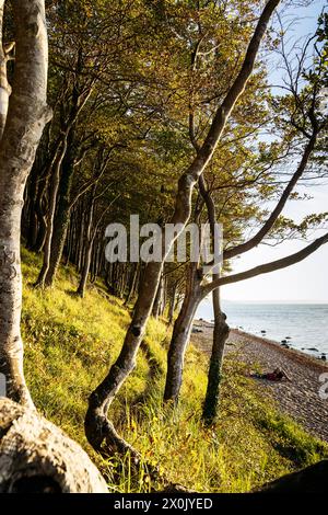 Glücksburg on the Baltic Sea, Quellental beach and forest Stock Photo ...
