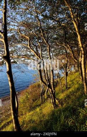 Glücksburg on the Baltic Sea, Quellental beach and forest Stock Photo ...