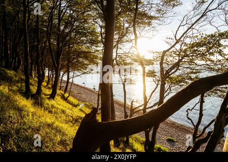 Glücksburg on the Baltic Sea, Quellental beach and forest Stock Photo ...