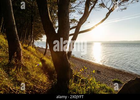 Glücksburg on the Baltic Sea, Quellental beach and forest Stock Photo ...