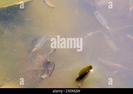 Fairy shrimp shrimps (Chirocephalus diaphanus) in a puddle in Hampshire ...