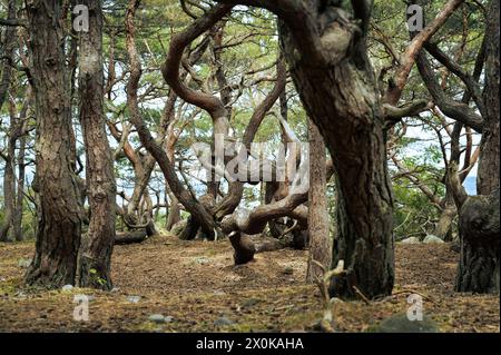 Trees In The Trollskogen Forest On The Island Of Öland In Sweden Stock ...