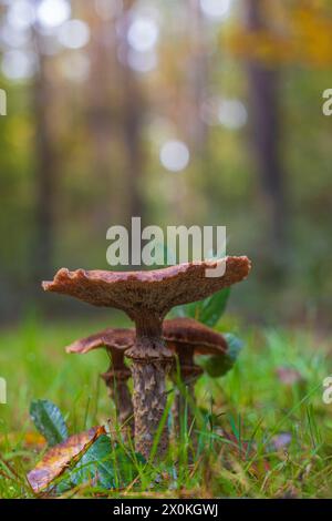 honey fungus / hallimash, close-up Stock Photo - Alamy