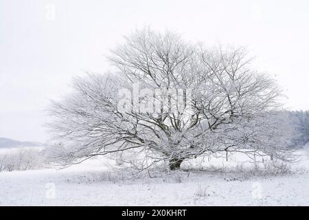Hornbeam (Carpinus betulus) with snow and hoarfrost, winter mood ...