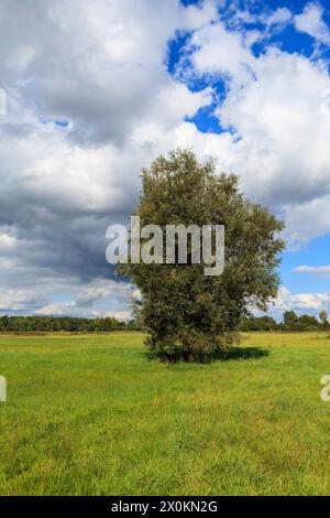 Landscape at Garder See in Mecklenburg-Vorpommern Stock Photo - Alamy