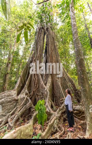 Tourist marveling at the jungle giant Makayuk - The Old Tree in the ...