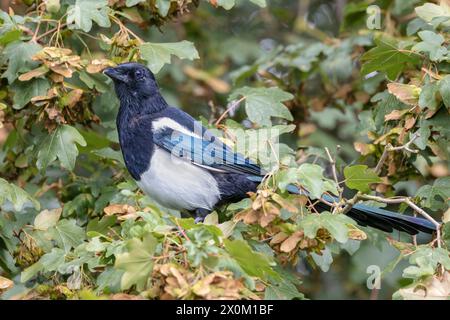 Magpie, Bedfordshire Gardens Stock Photo - Alamy