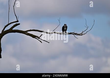 Osprey stretching wings on a Branch Stock Photo - Alamy
