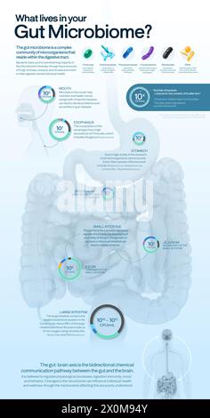 Human gut microbiota, illustration. The community of microorganisms in ...