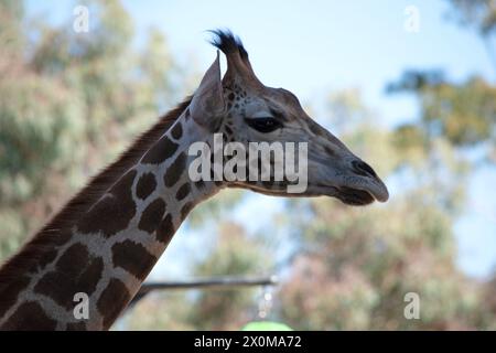 The giraffe is the tallest of all mammals. The giraffe has a short body ...
