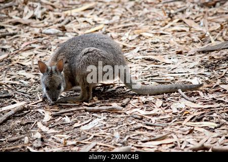 The tammar wallaby has dark greyish upperparts with a paler underside ...