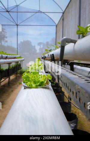 Garden Planing vegitable of verticulture farm, plant vegetables ...