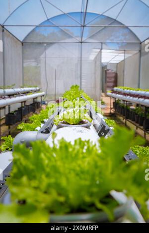 verticulture farm, plant vegetables vertically in used pipes and ...