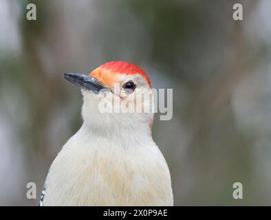 Birds of Pennsylvania, Northern cardinal Stock Photo - Alamy