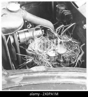 BLACKBIRDS NEST IN ARMY CAR - Photographs showing the nest made on the ...