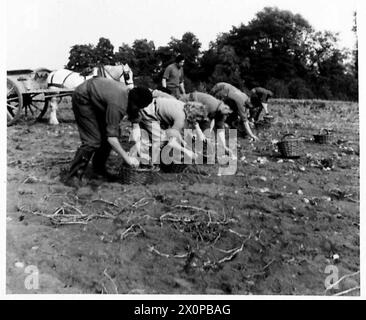 TROOPS HELP TO HARVEST THE POTATO CROP - Soldiers helping Land Army ...