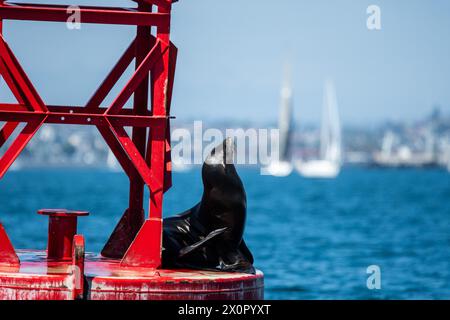 Seal on bright red red navigation mark in San Diego, California Stock ...