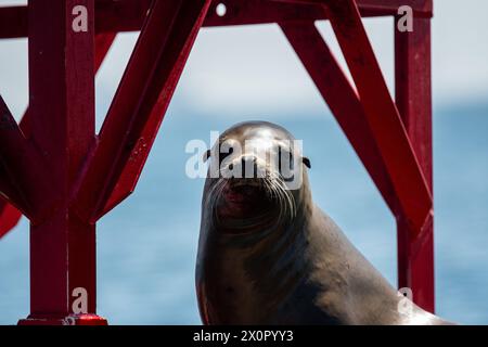 Seal on bright red red navigation mark in San Diego, California Stock ...