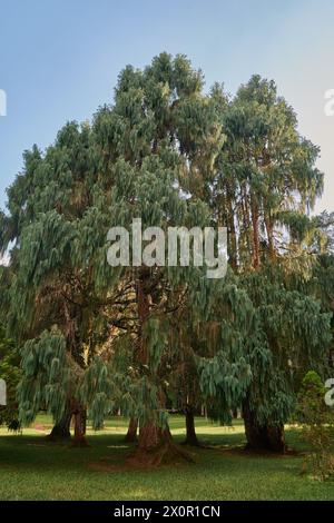 Giant Pine Tree in Bali Botanical Garden Stock Photo - Alamy