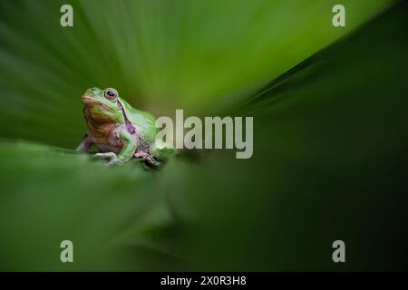 Italian tree frog inside a palm leaf (Hyla intermedia Stock Photo - Alamy