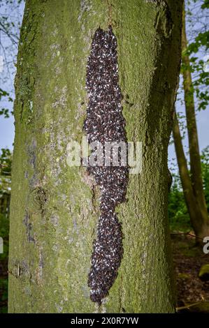 Lime seed bug (Oxycarenus lavaterae) Insecta Stock Photo - Alamy