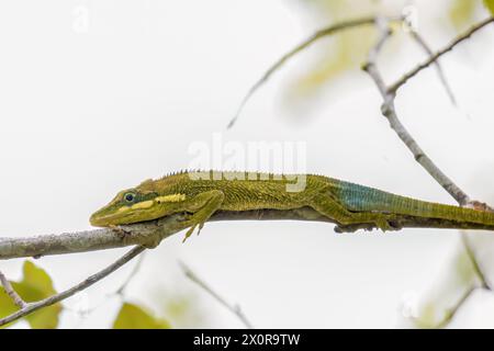 Macro photography of a rare flat Andes anole hunting on an alder twig ...