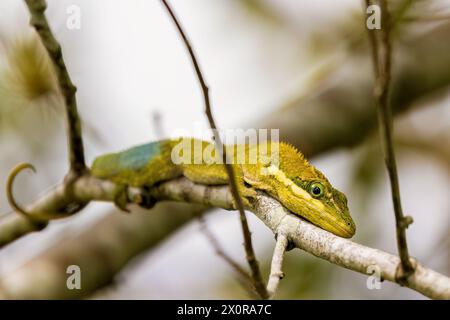 Macro photography of a rare flat Andes anole hunting on an alder twig ...