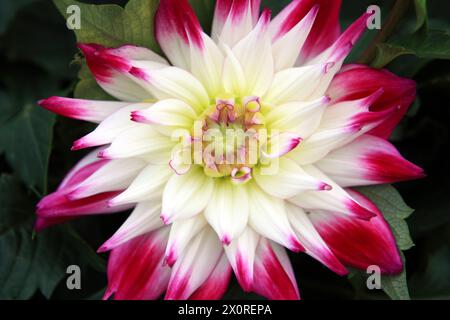 Dalia Hayley Jane Stock Photo - Alamy