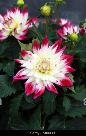 Dalia Hayley Jane Stock Photo - Alamy