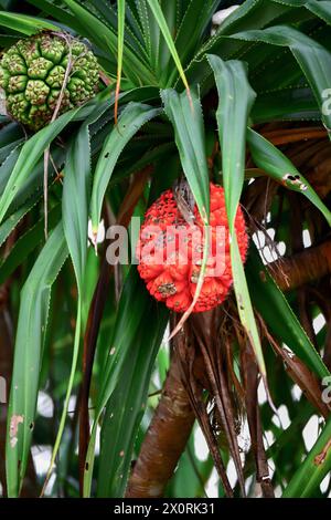 The pandanus fruit, also known as the screw pine, belongs to the genus ...