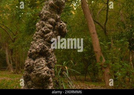 Texture of knobbly tree barks in a bright mangrove forest blur ...