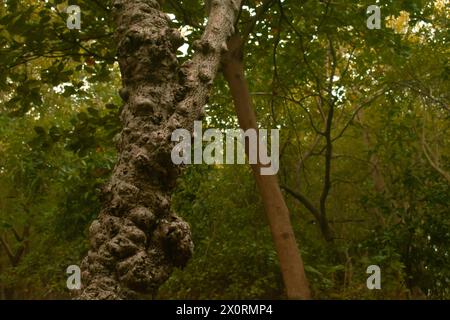 Texture of knobbly tree barks in a bright mangrove forest blur ...