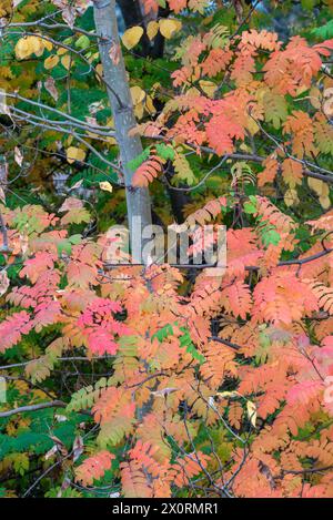 Fall foliage, Wallowa Valley, Oregon Stock Photo - Alamy