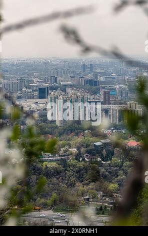 Multi-storey building through flowering tree branches Stock Photo - Alamy