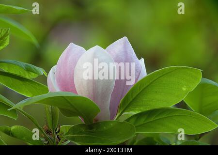Beautiful trees in bloom with beautiful big flowers. Pink flowers of ...