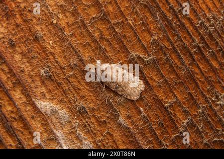 common flat-body (Agonopterix heracliana Stock Photo - Alamy