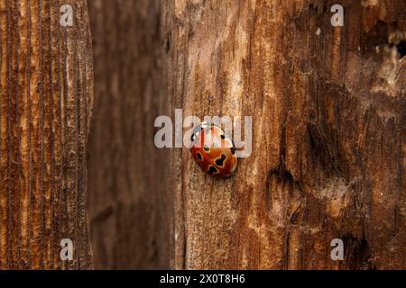 Anatis ocellata Family Coccinellidae Genus Anatis Eyed ladybug ladybird ...